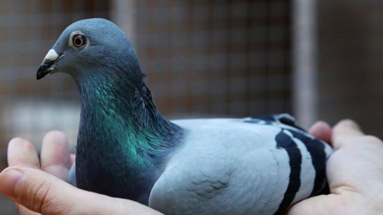 Galamb | Meg van írva